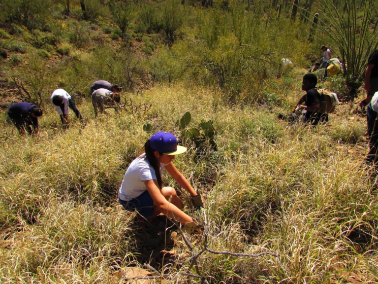 Buffelgrass: The scourge of the Sonoran Desert is here to stay - AZ Big ...