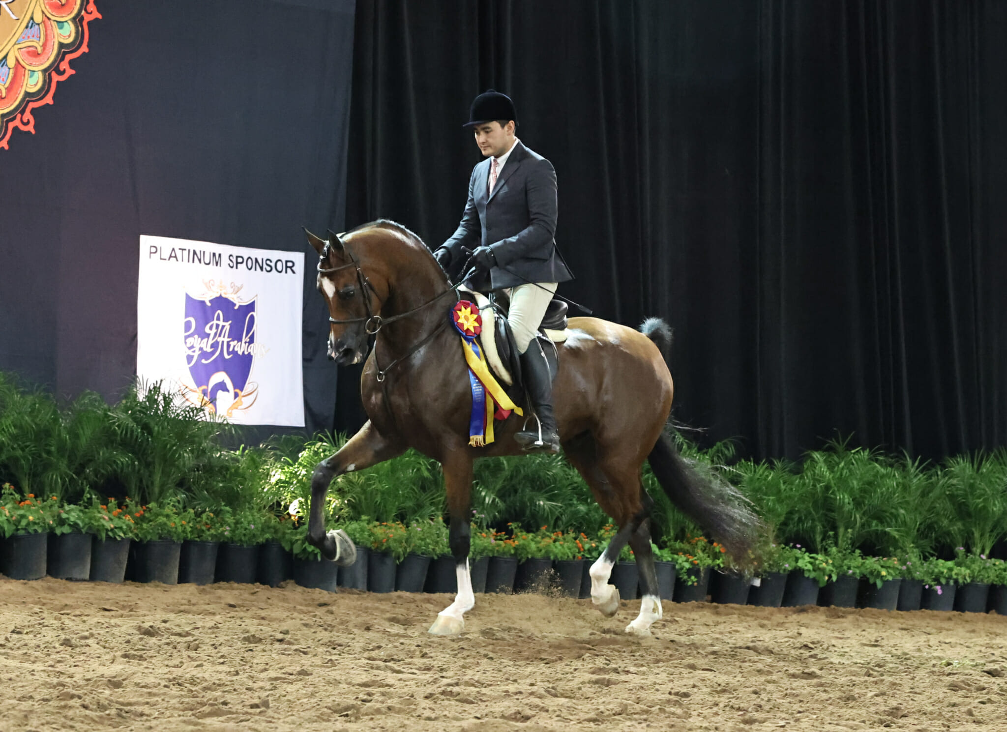 Arabian National Breeder Finals returns to Scottsdale - AZ Big Media