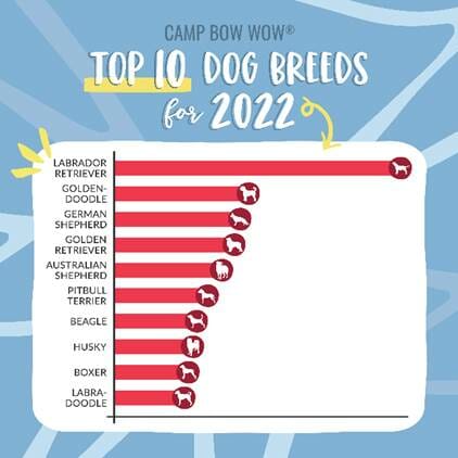 Here are the 5 most popular dog breeds in Arizona - AZ Big Media