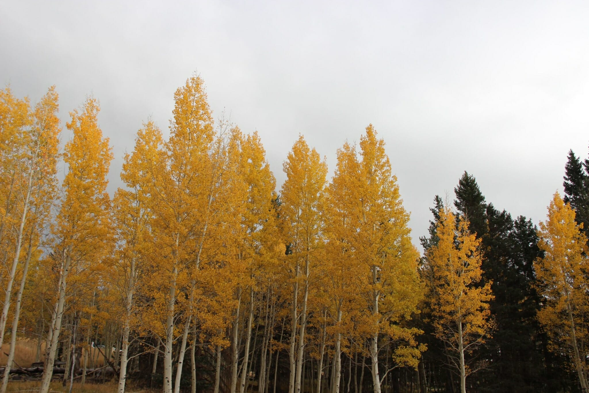 Here's how climate change and drought are muting bright fall foliage ...