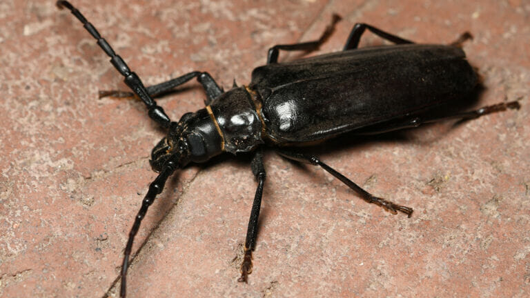 3 summer bugs to be on the lookout for in Arizona - AZ Big Media