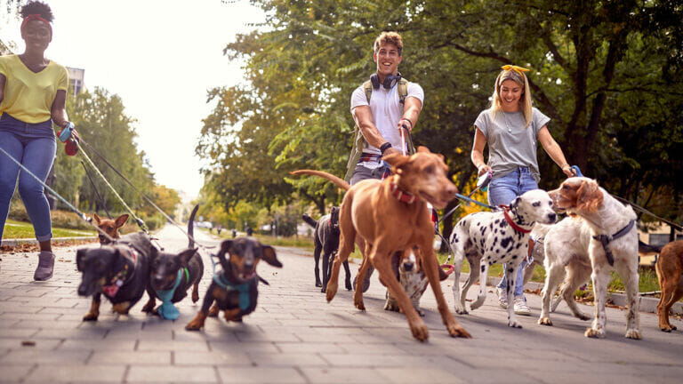 5 essential factors when checking for dog boarding and training - AZ ...
