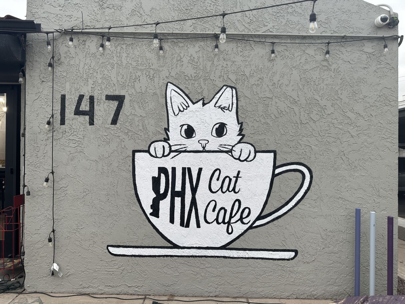 The PHX Cat Cafe is purr-fect fit for Phoenix cat lovers - AZ Big Media