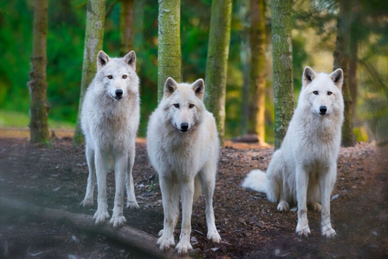 Beyond the dire wolf: Colossal Biosciences' vision for the future of de ...