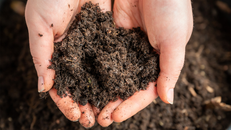 Composting 101: The everyday solution to food waste and environmental ...