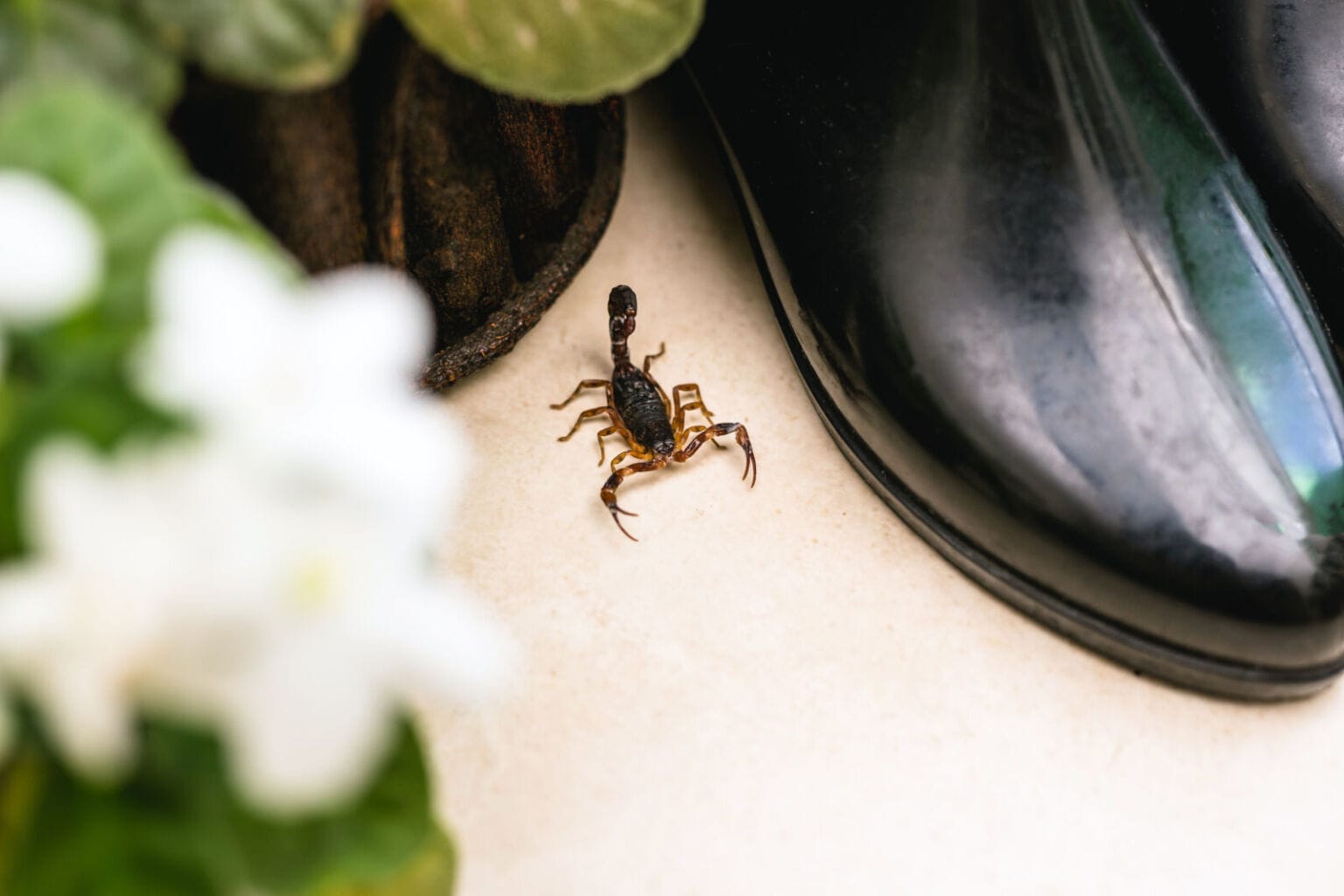 4 ways to keep scorpions out of your home - AZ Big Media