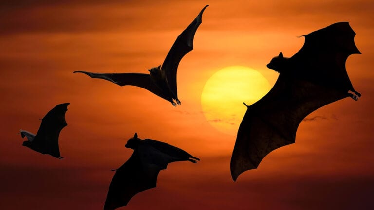 Here's how to keep bats out of your Arizona house - AZ Big Media