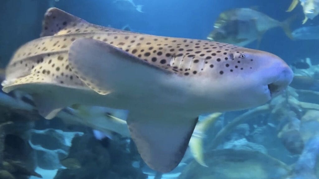 SEA LIFE Arizona Aquarium bites into Shark Month - AZ Big Media